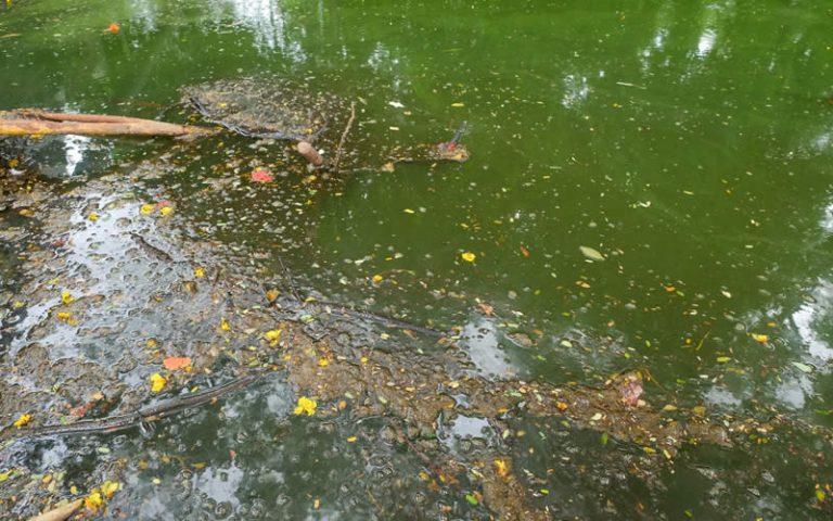 The Most Polluted Rivers in the US | Greentumble