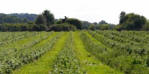 10 Sustainable Farming Methods and Practices | Greentumble