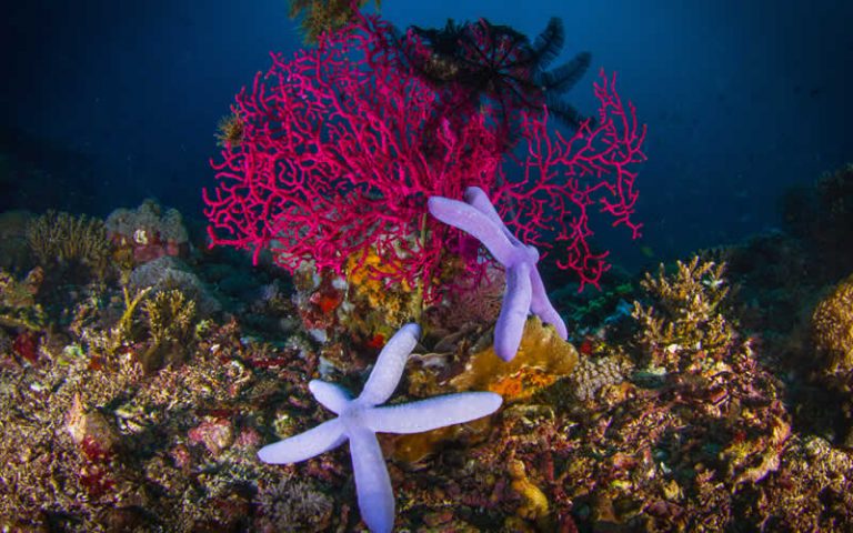 5 Things You Can Do to Protect Coral Reef | Greentumble