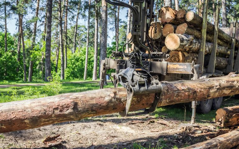 The Negative Effects Of Illegal Logging Greentumble