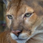 12 Examples of Keystone Species | Greentumble