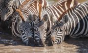 How Does Deforestation Affect Animals? | Greentumble