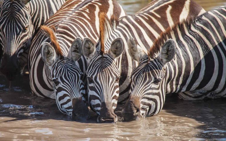 The Beauty of the High Biodiversity Ecosystem | Greentumble