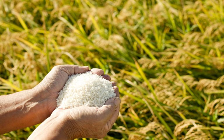 Sustainable Methods to Grow Rice | Greentumble