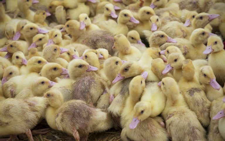 Pros and Cons of Intensive Poultry Farming | Greentumble