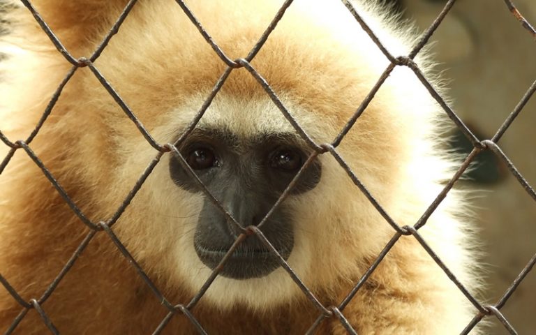 Brief Facts About Illegal Pet Trade | Greentumble