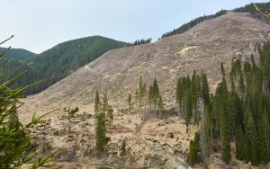 A Forest Without Trees | Greentumble