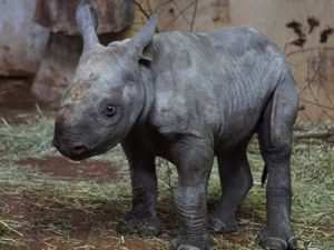 Waarom zijn neushoorns bedreigd? | Never thought about that