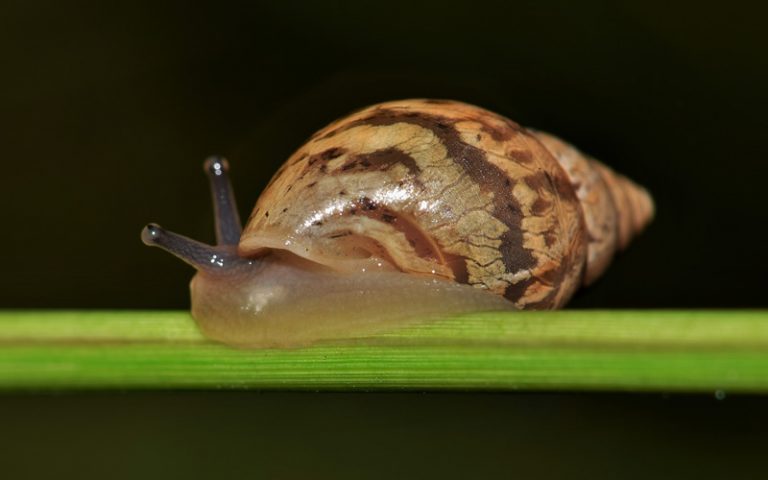 Saving India’s Land Snails | Greentumble
