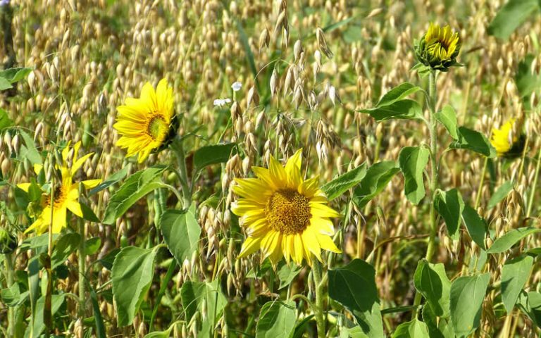 Biointensive Farming: The Future of Our Food Production | Greentumble