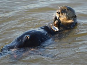 12 Examples of Keystone Species | Greentumble