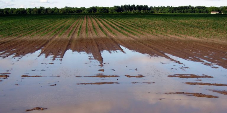 Repairing Damaged Soil for Sustainable Farming | Greentumble