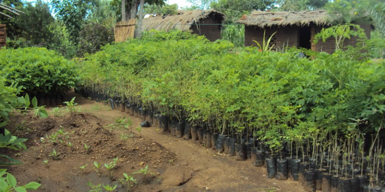 Malawi Plants 60 Million Trees This Year Alone | Greentumble