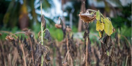 How Does Climate Change Affect Crop Production? | Greentumble