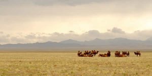 How Can We Prevent or Reverse Desertification? | Greentumble