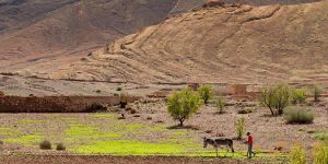 How Can We Prevent or Reverse Desertification? | Greentumble
