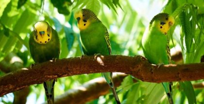 Flora and Fauna: Definition, Importance and Examples