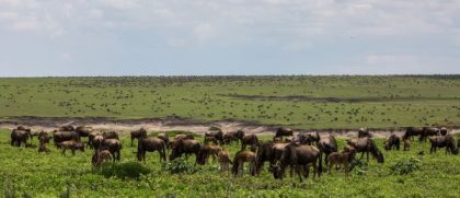 Flora and Fauna: Definition, Importance and Examples