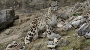 Flora and Fauna: Definition, Importance and Examples