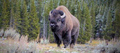 What Is Megafauna: The Definition & Examples | Greentumble