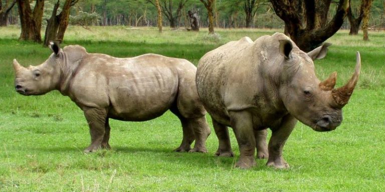 What Is Megafauna: The Definition & Examples | Greentumble