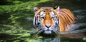 What Is Megafauna: The Definition & Examples | Greentumble